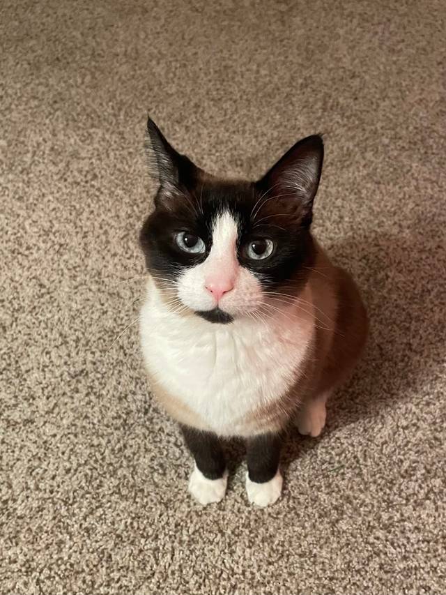 tashi_kitty · Activity · District