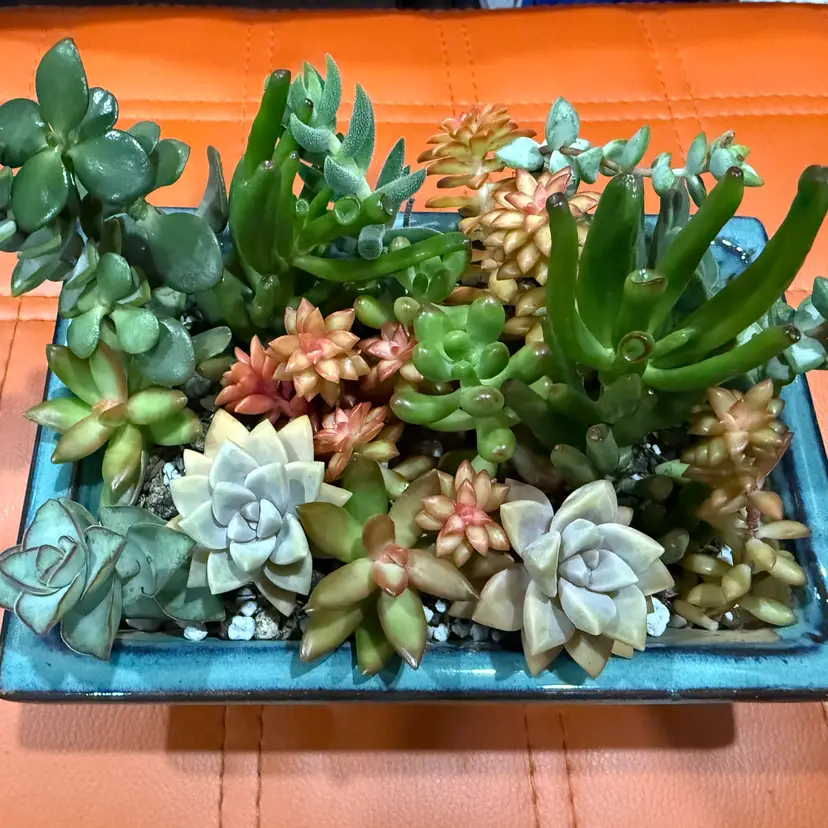 Green Rectangular Succulent Planter 7.75”