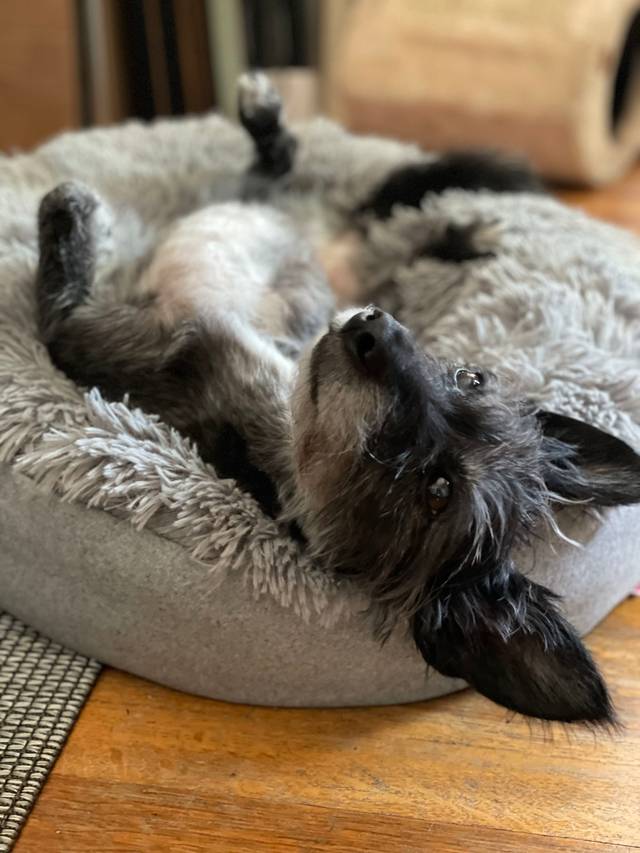 Jules McLean · District