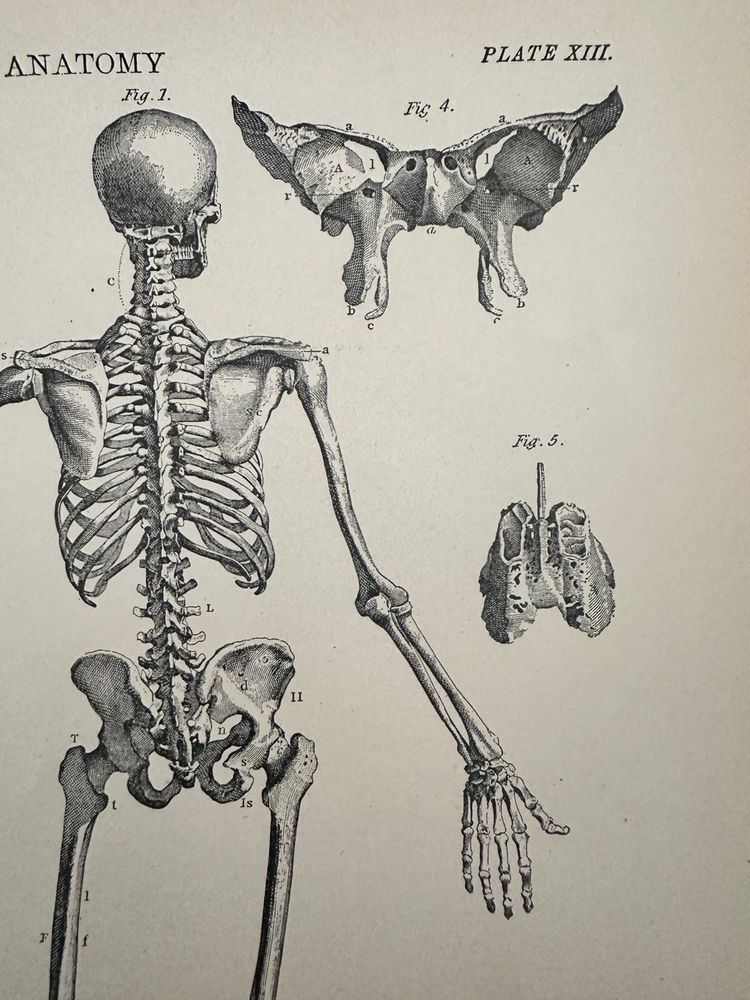 Antique Anatomy Plate Of The Human Skeleton From Encyclopedia Britannica