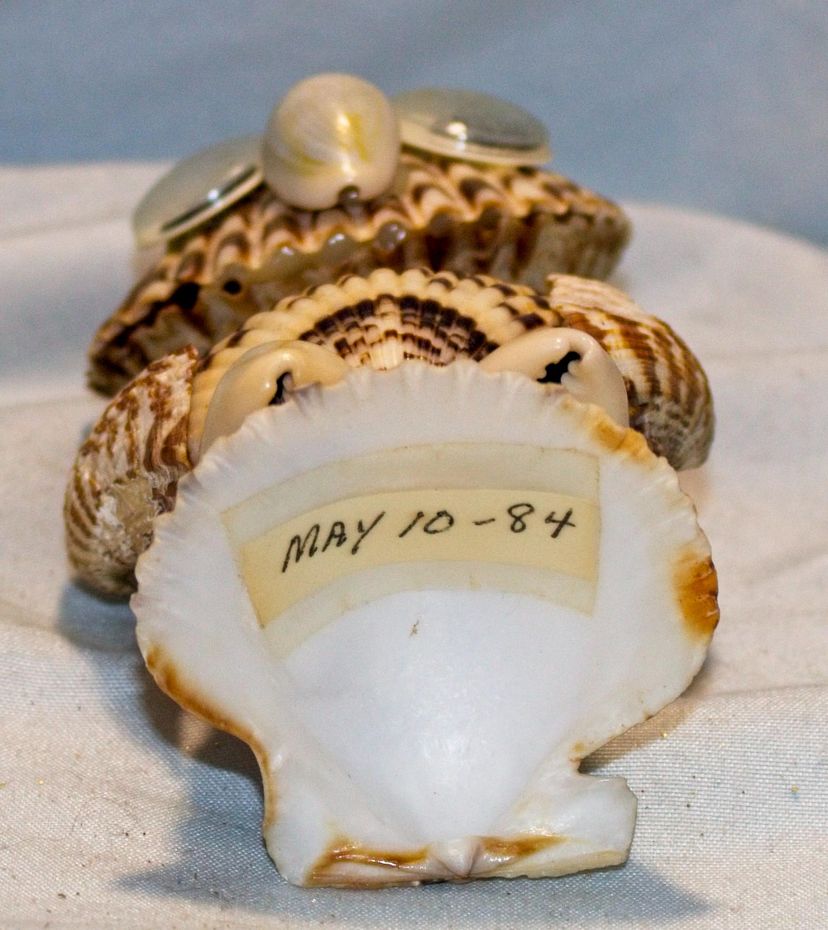 Vintage Scallop Shell Owl w/Googly Eyes 4.5" Tall 1984